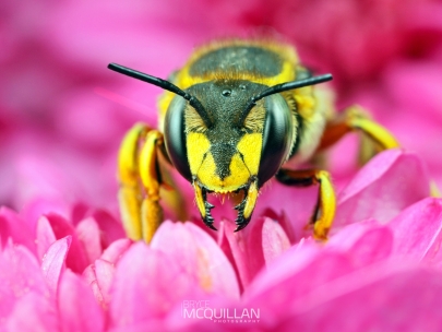 Hymenoptera | Ants, Bees & Wasps – Bryce McQuillan Photography