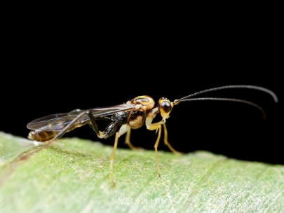 Hymenoptera | Ants, Bees & Wasps – Bryce McQuillan Photography