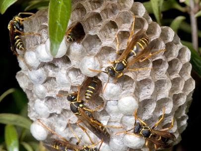 Hymenoptera | Ants, Bees & Wasps – Bryce McQuillan Photography