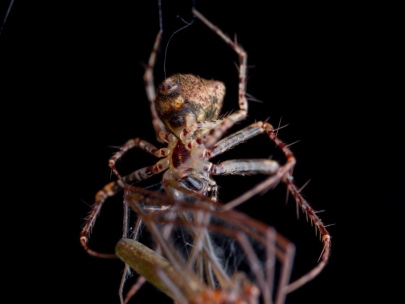 Mimetidae | Australomimetus spp – Bryce McQuillan Photography