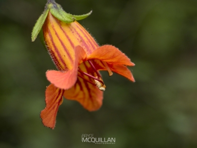 Rhabdothamnus solandri – Bryce McQuillan Photography