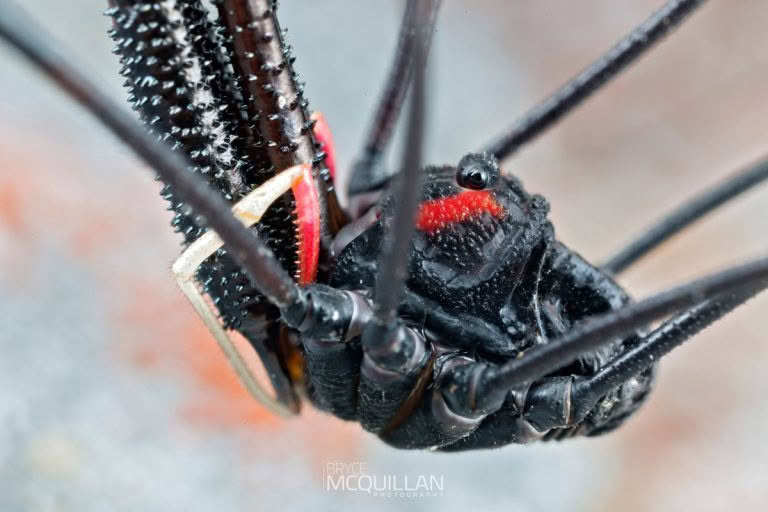 Long legged Harvestmens - Bryce McQuillan Photography
