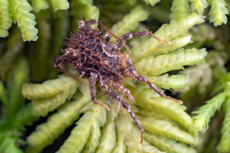 Short legged Harvestmens - Bryce McQuillan Photography