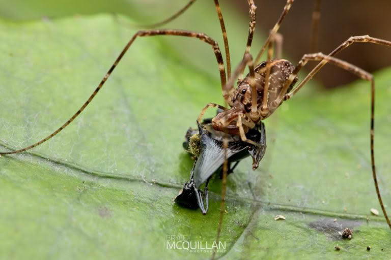 Long legged Harvestmens - Bryce McQuillan Photography