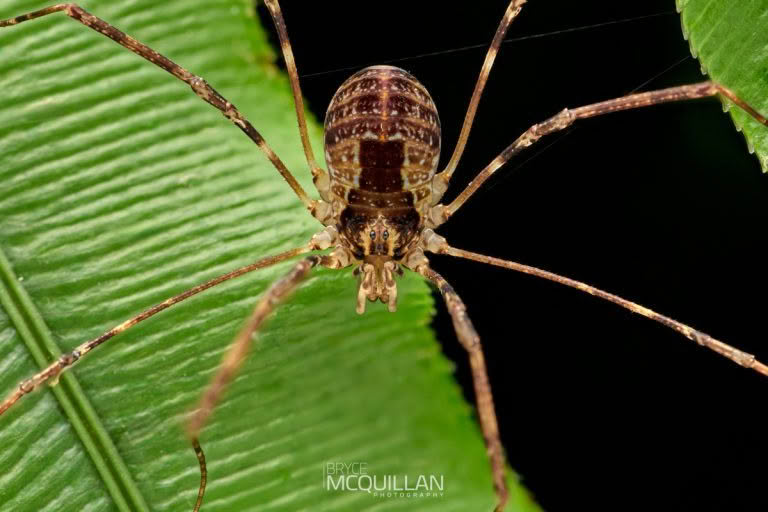Long legged Harvestmens - Bryce McQuillan Photography