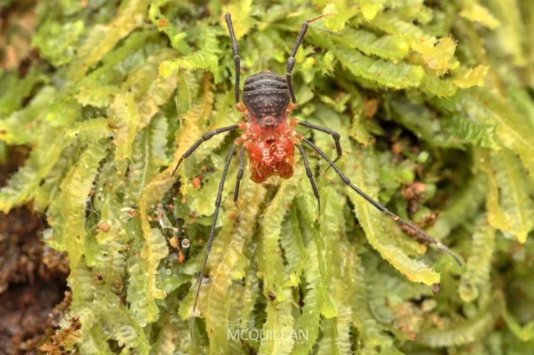 Short legged Harvestmens - Bryce McQuillan Photography